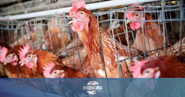 Comissão Europeia aprova fim de gaiolas na criação animal | Rádio Geice