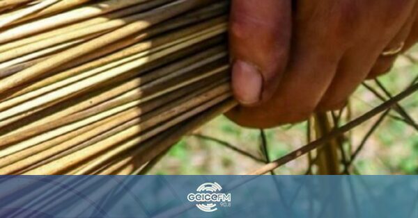 Este sábado! Aprender a trabalhar o junco em Deão | Rádio Geice